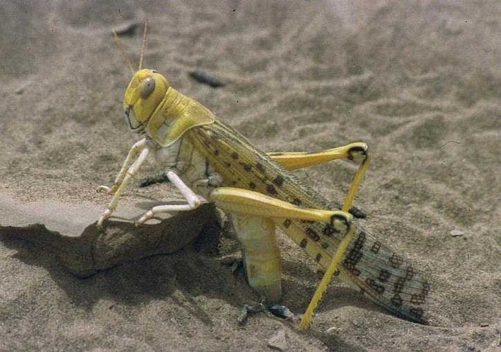 Desert Locust Control Campaign Launched in Preparation for Winter Season